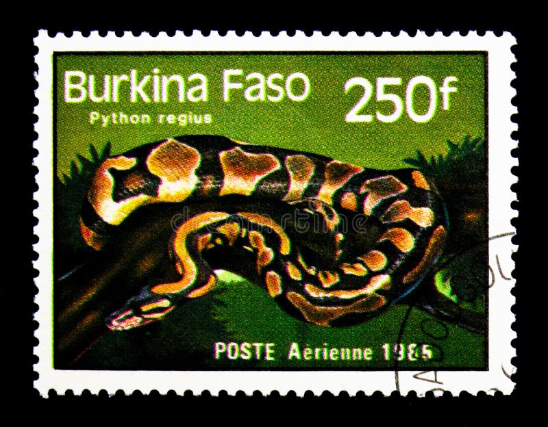 Serie De Boule Phyton (python De Fondation Royale), De Reptiles Et D ...