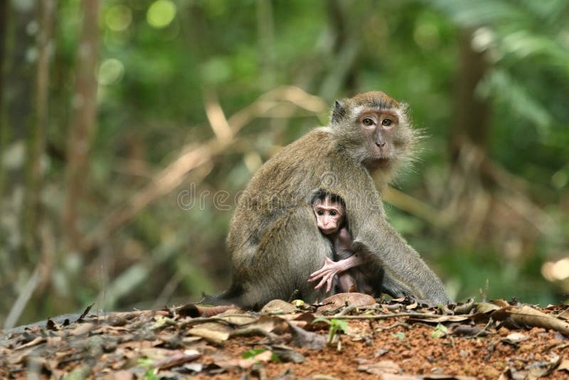 Serie de Monos foto de archivo. Imagen de piel, lindo - 1077254