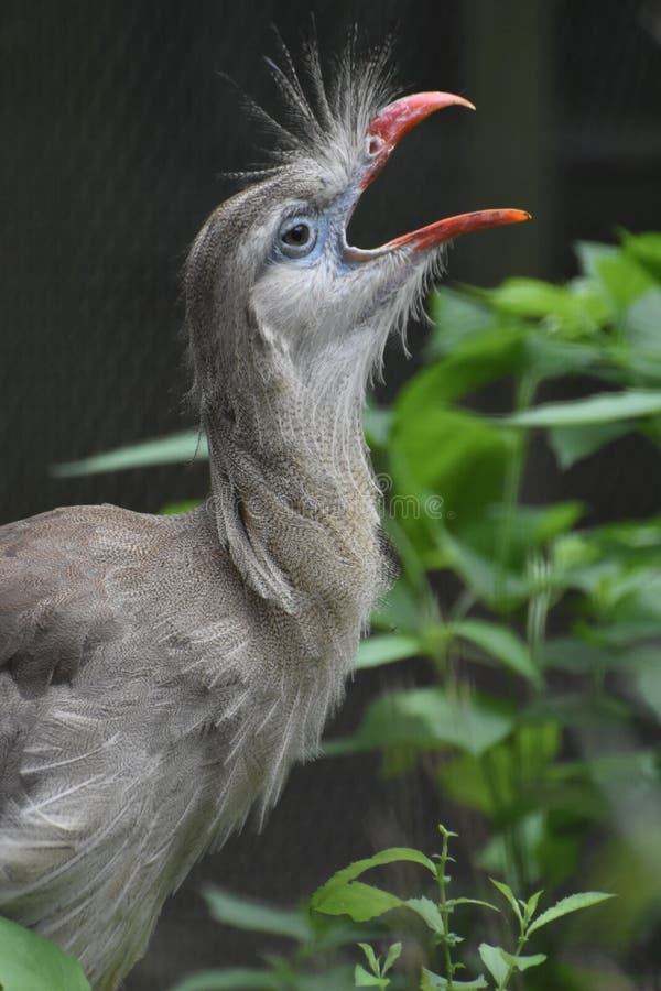 Seriema Bird Making a Whole Lot of Noise Stock Photo - Image of animal ...