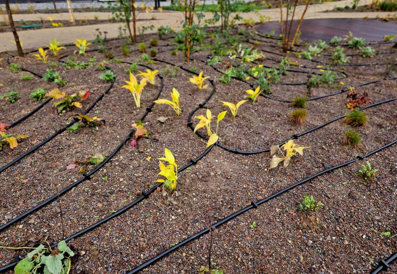 Series of Hoses with Drip Nozzles. Dripping Water Reaches Roots of the ...