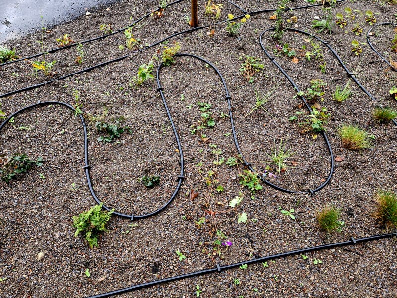 Series of Hoses with Drip Nozzles. Dripping Water Reaches Roots of the ...