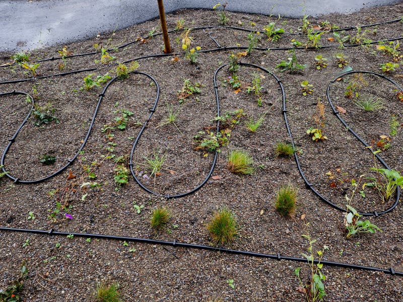 Series of Hoses with Drip Nozzles. Dripping Water Reaches Roots of the ...