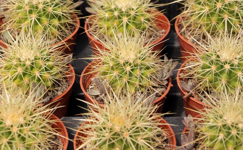 A series of little catcus stock photo. Image of diversification - 39331548