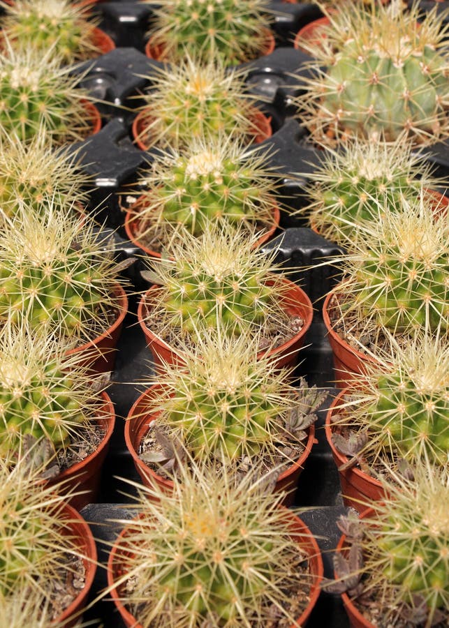 A series of little catcus stock image. Image of array - 39331549