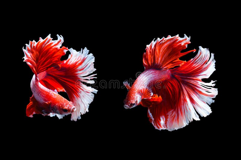 Series of Moving Action of Red and White Half Moon Siamese Betta Fish ...