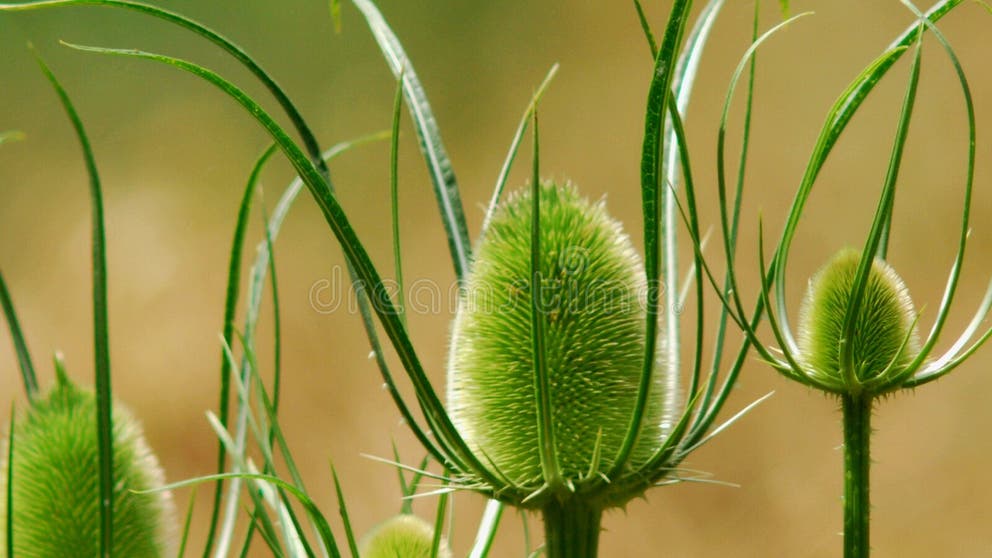 1,435 Full Desktop Wallpaper Stock Photos - Free & Royalty-Free Stock ...