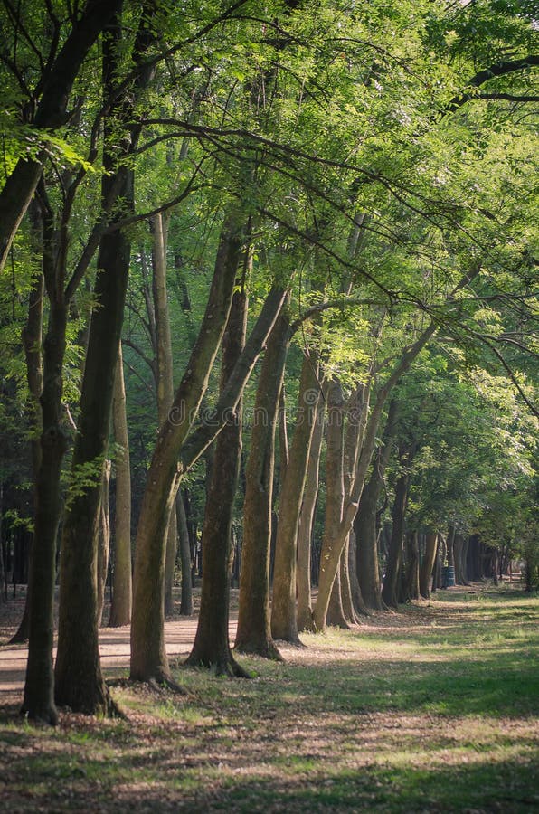 Series of Trees Inside a Forest Stock Image - Image of foliage, leaf ...