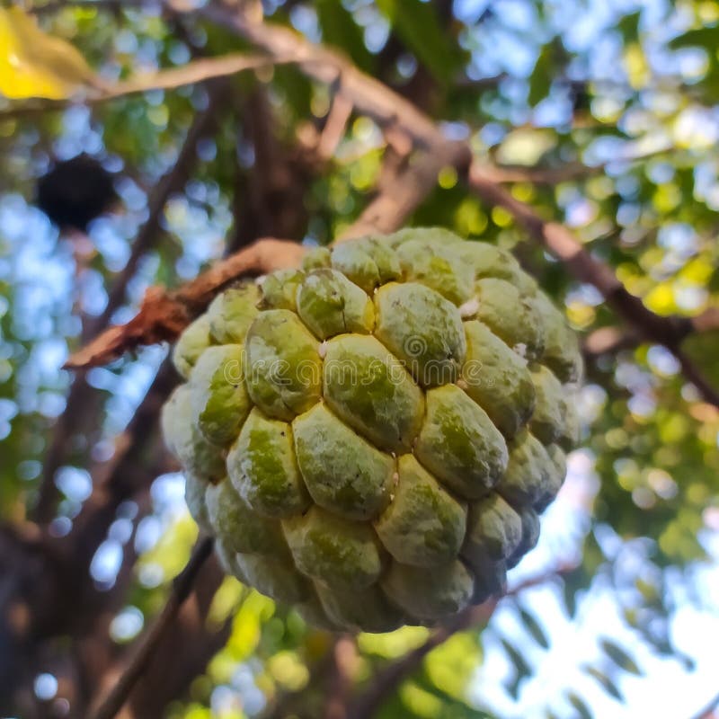 Serikaya fruit stock image. Image of green, evergreen - 256459521
