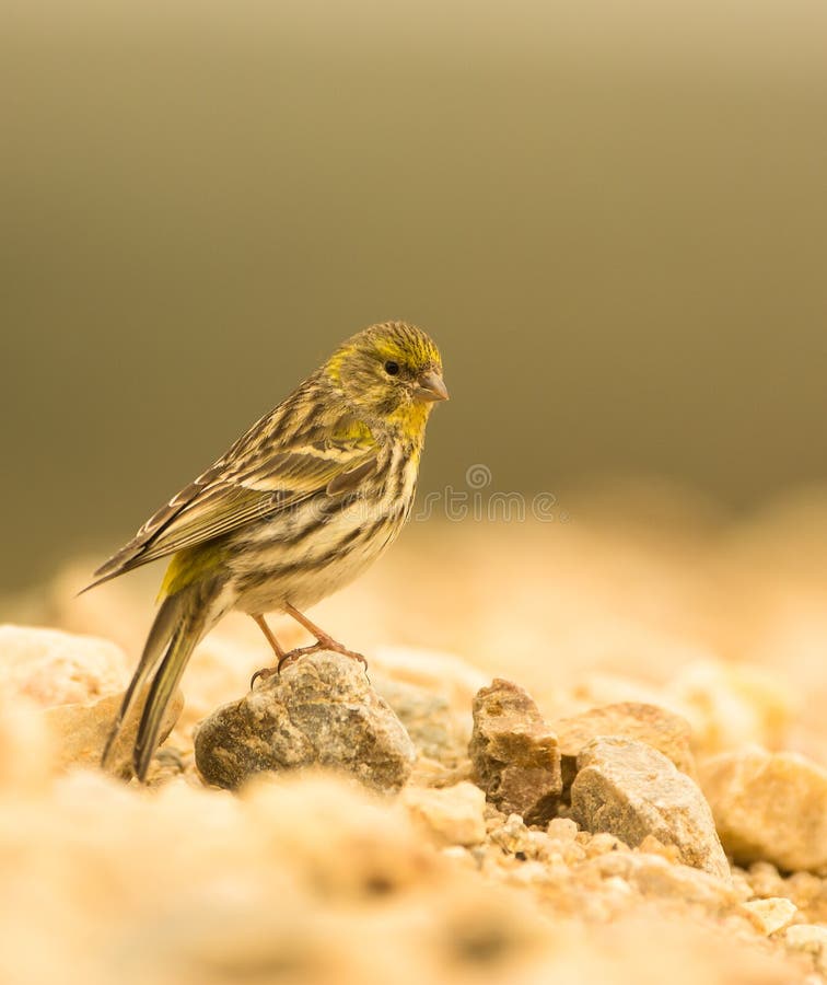 Serin bird stock photo. Image of details, stone, little - 53475706