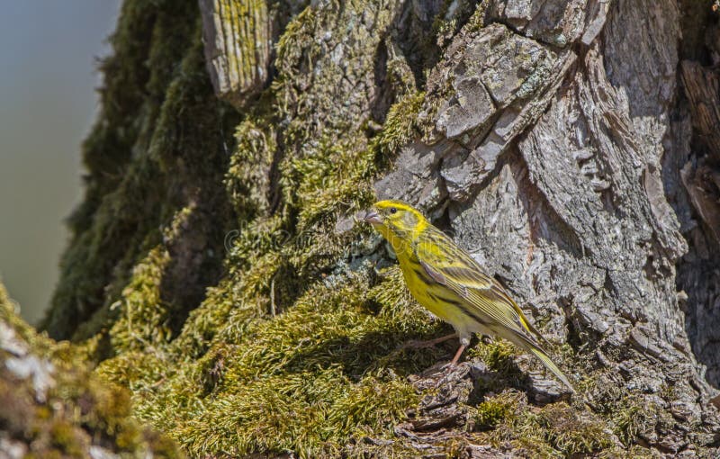 Serin stock photo. Image of legs, eyecontact, play, colour - 38328820