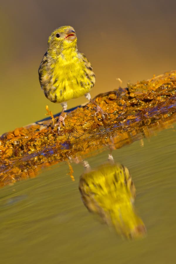 Serin, Mediterranean Forest, Spain Stock Photo - Image of cute ...