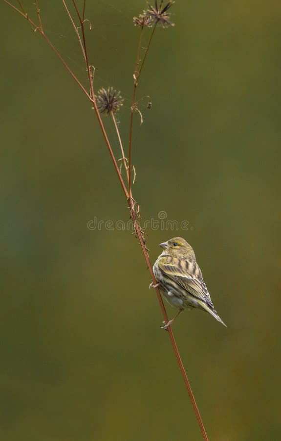 Serin Perching on Dry Plant Stock Image - Image of granivorous, serinus ...