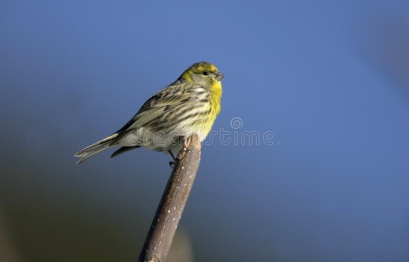 Serin, Serinus Serinus, Single Female Stock Photo - Image of bath ...