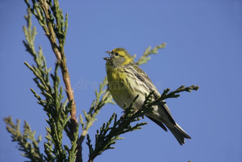 Serin, Serinus serinus stock image. Image of tree, lark - 34206019