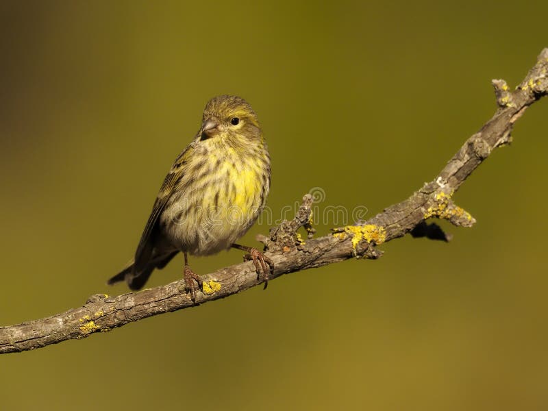 Serin, Serinus Serinus, Single Female Stock Photo - Image of bath ...