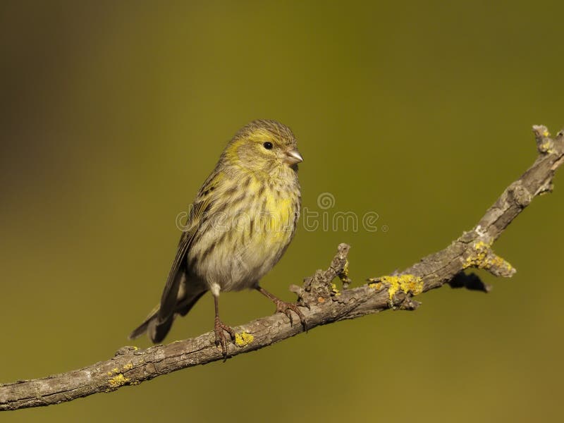 Serin, Serinus Serinus, Single Female Stock Photo - Image of bath ...