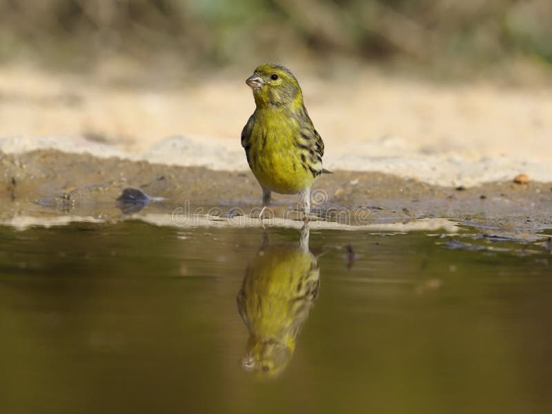 Serin, Serinus Serinus, Single Female Stock Photo - Image of bath ...