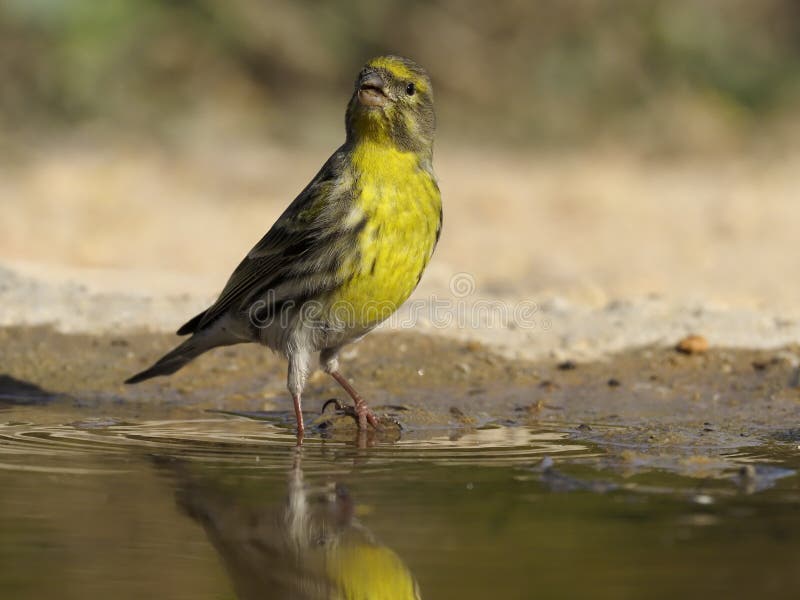 Serin, Serinus Serinus, Single Female Stock Photo - Image of bath ...