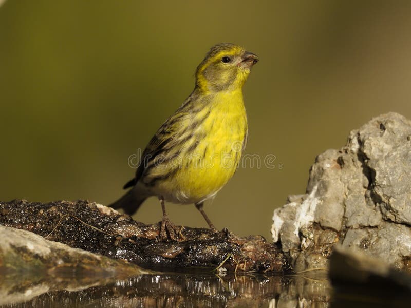 Serin, Serinus serinus stock image. Image of serinus - 74961821
