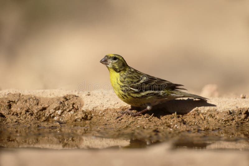 Serin, Serinus Serinus, Single Female Stock Photo - Image of bath ...