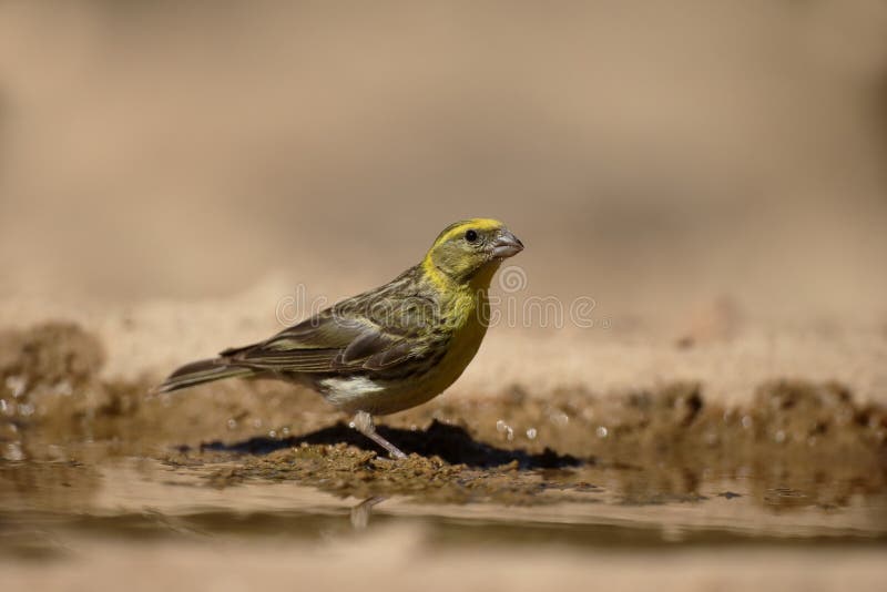 Serin, Serinus Serinus, Single Female Stock Photo - Image of bath ...