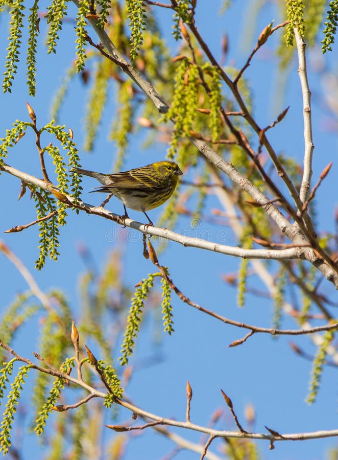 Serin, Serinus Serinus, Single Female Stock Photo - Image of bath ...
