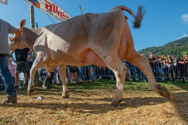 Show Cows stock photo. Image of farms, fair, critters, farm - 12096