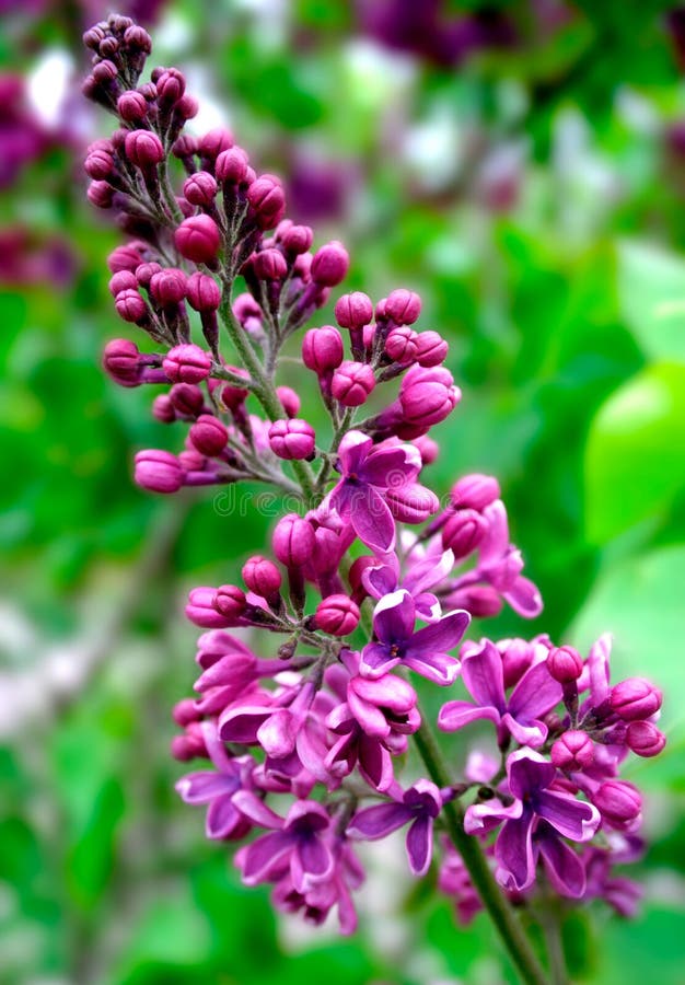 Sering stock afbeelding. Image of geurig, struik, helder - 1161121