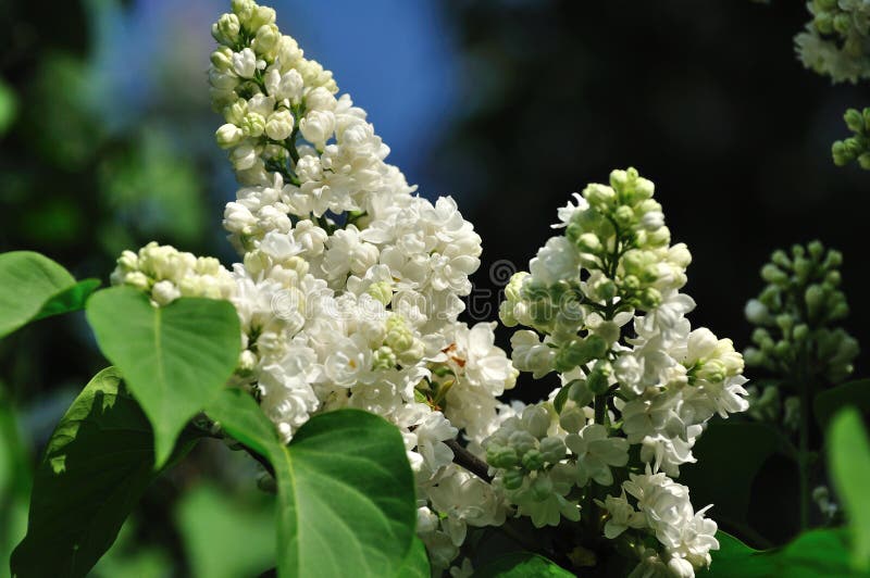 Sering stock foto. Image of beeld, stamper, bloemen, nave - 14422276