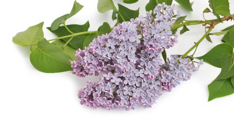 Sering stock afbeelding. Image of knop, roze, ontwerp - 22045305