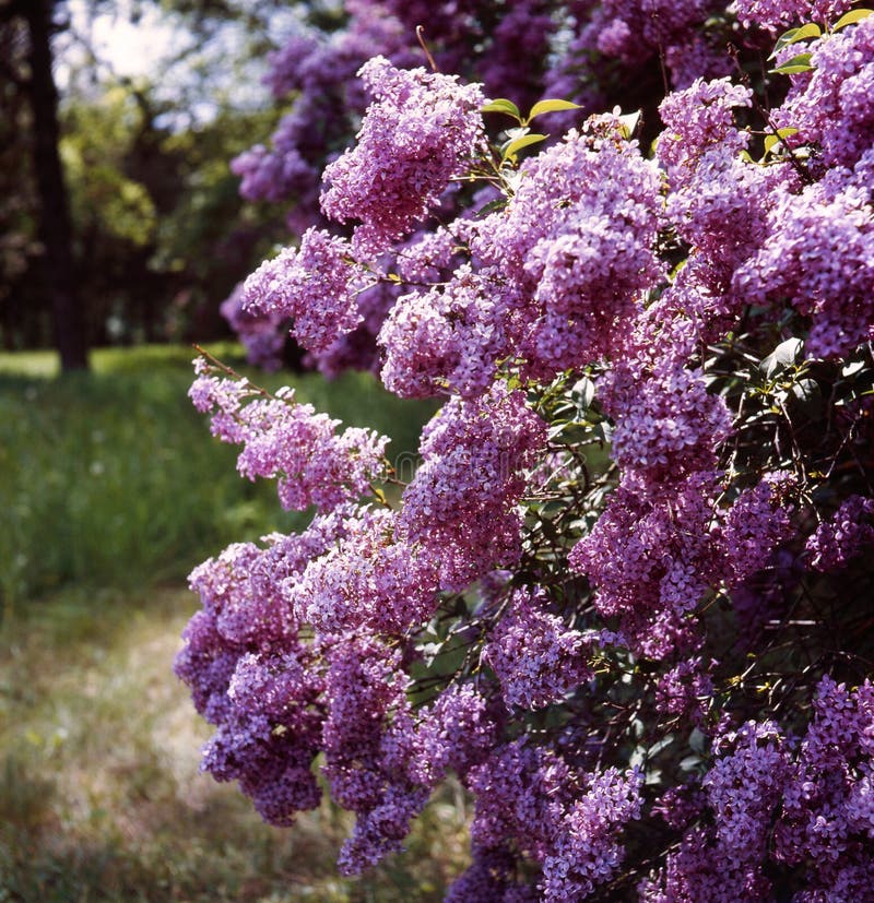 Sering stock afbeelding. Image of lente, naughty, groen - 5185511