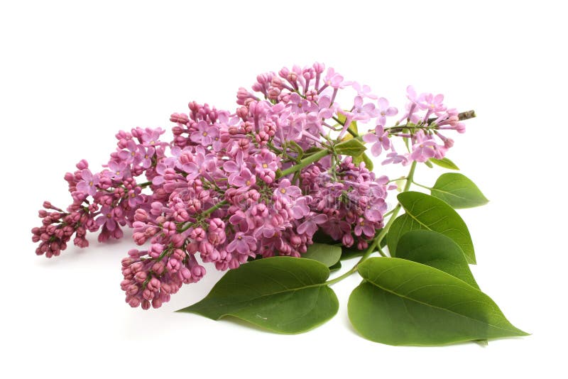 Sering stock afbeelding. Image of roos, geur, nave, rood - 9231077