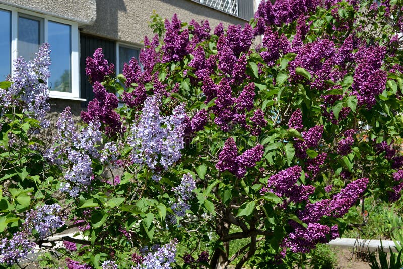 Lilac boom in bloei stock foto. Image of boom, sering - 9512766