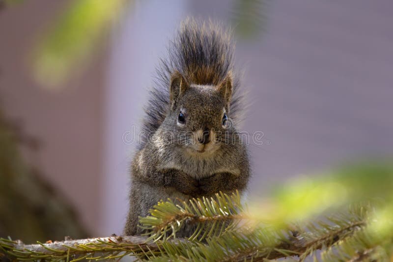 Grumpy Squirrel Stock Photos - Free & Royalty-Free Stock Photos from ...