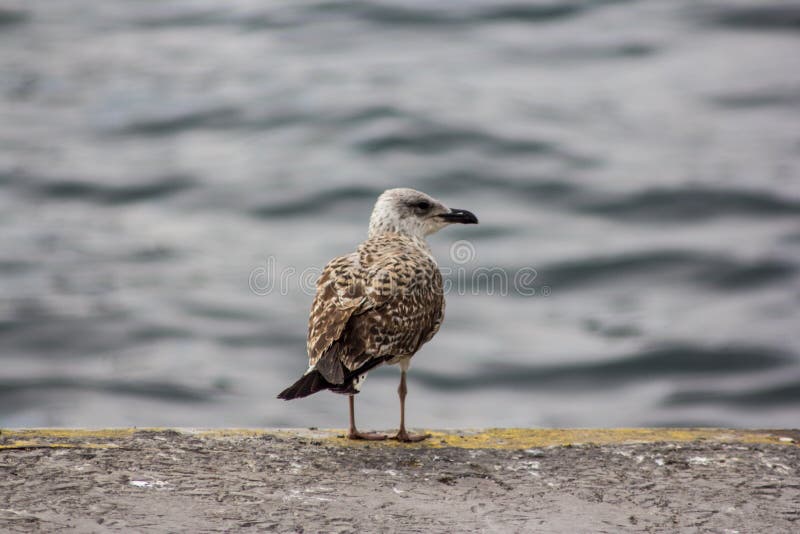 Serious bird profile stock photo. Image of leaf, lumpur - 34240552