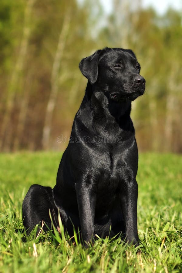 Serious Black Labrador Sitting on the Grass Stock Image - Image of ...