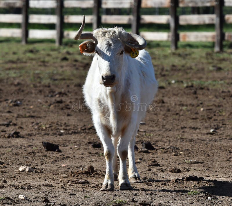 A Serious Bull with Big Horns in the Cattle Raising in Spain Stock ...