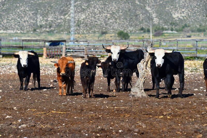 A Serious Bull with Big Horns in the Cattle Raising in Spain Stock ...