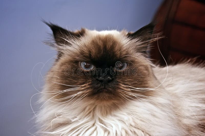 Serious cat stock image. Image of persian, whiskers, looking - 8180381