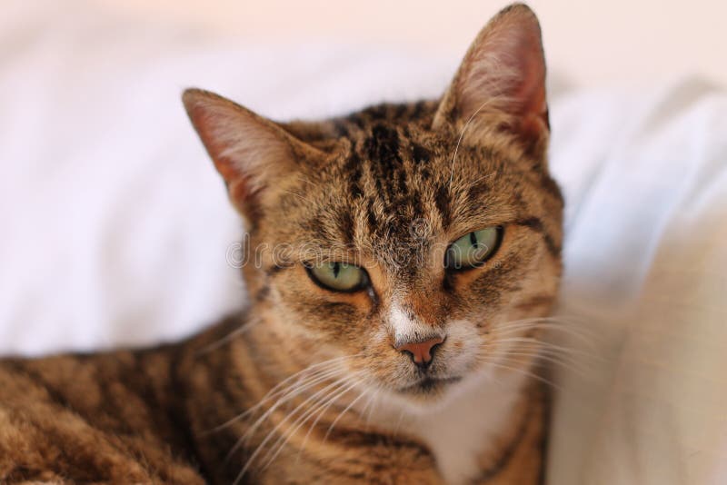 Serious cat stock photo. Image of outside, serious, pose - 61073338