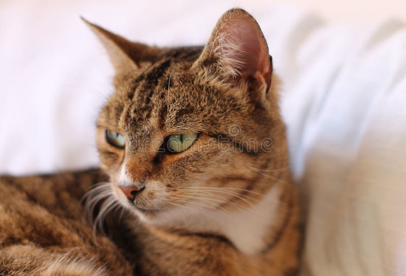 Serious cat stock photo. Image of outside, serious, pose - 61073338