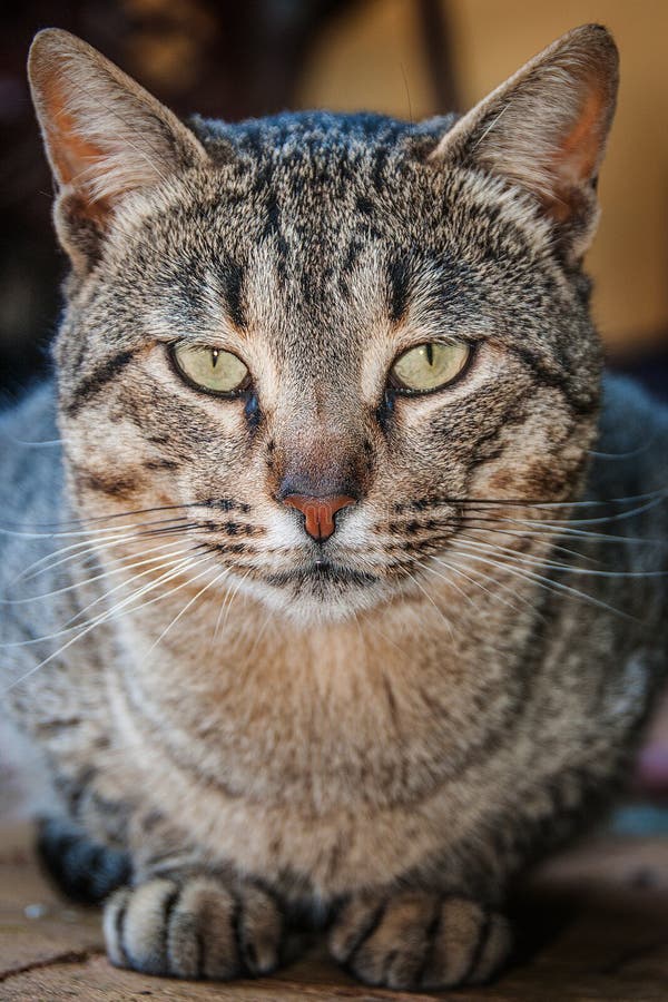Cat eating mouse stock image. Image of chewing, domestic - 5570655