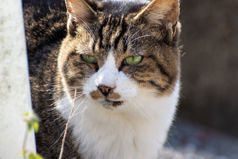 Serious looking cat stock image. Image of kitty, looking - 166733189