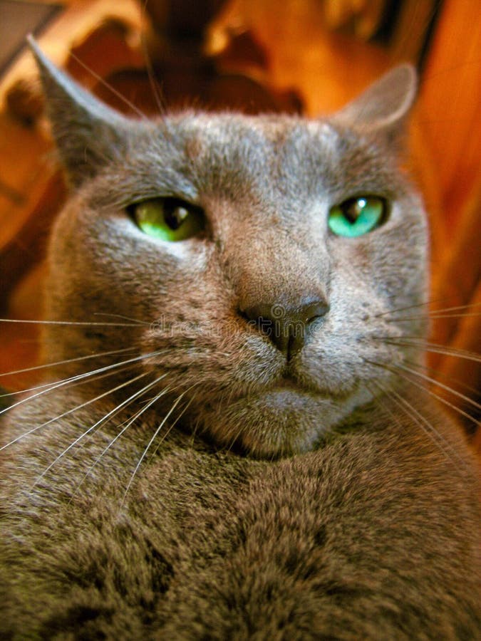 Serious cat stock image. Image of house, eyes, master - 70421055