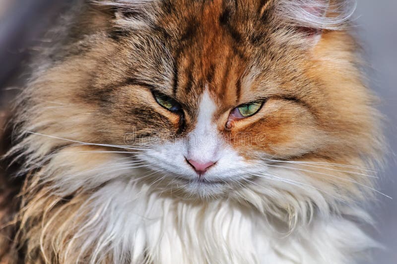 Serious cat stock photo. Image of friendship, black, white - 42351606