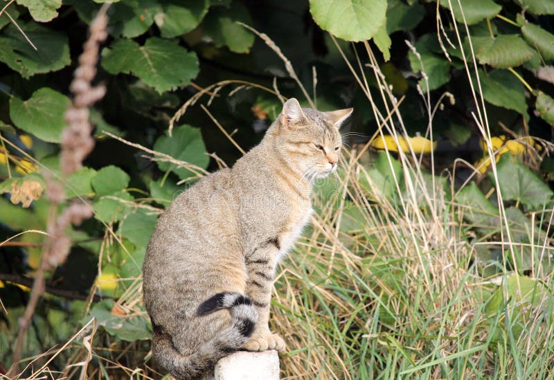 Serious cat stock photo. Image of outside, serious, pose - 61073338