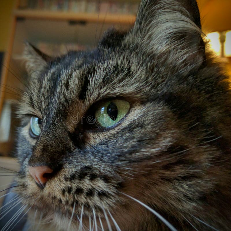 Serious cat stock image. Image of serious, closeup, whiskers - 72208079
