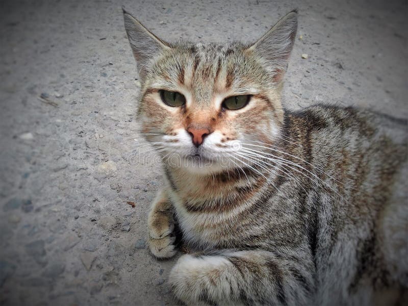 Serious cat stock photo. Image of nose, paws, eyes, serious - 76302040