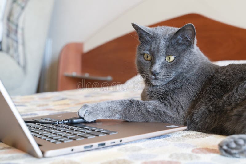 Serious Cat Working on Computer on Sofa at Home. Remote Work Concept ...