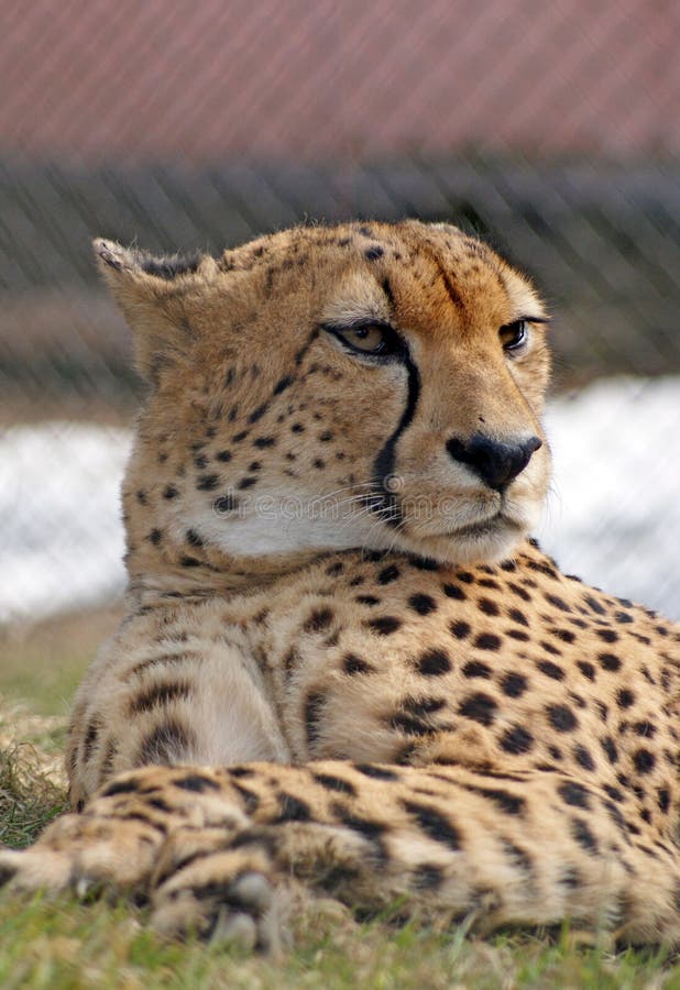 Serious cheetah stock image. Image of muzzle, serious - 14875427